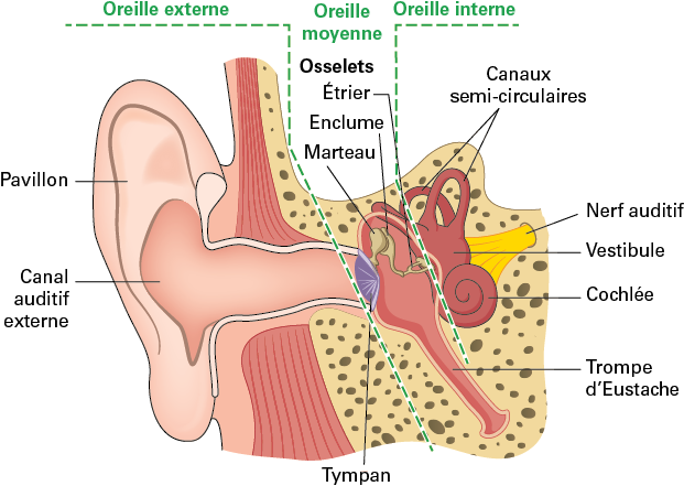 Anatomie De L'oreille Interne Vestibule