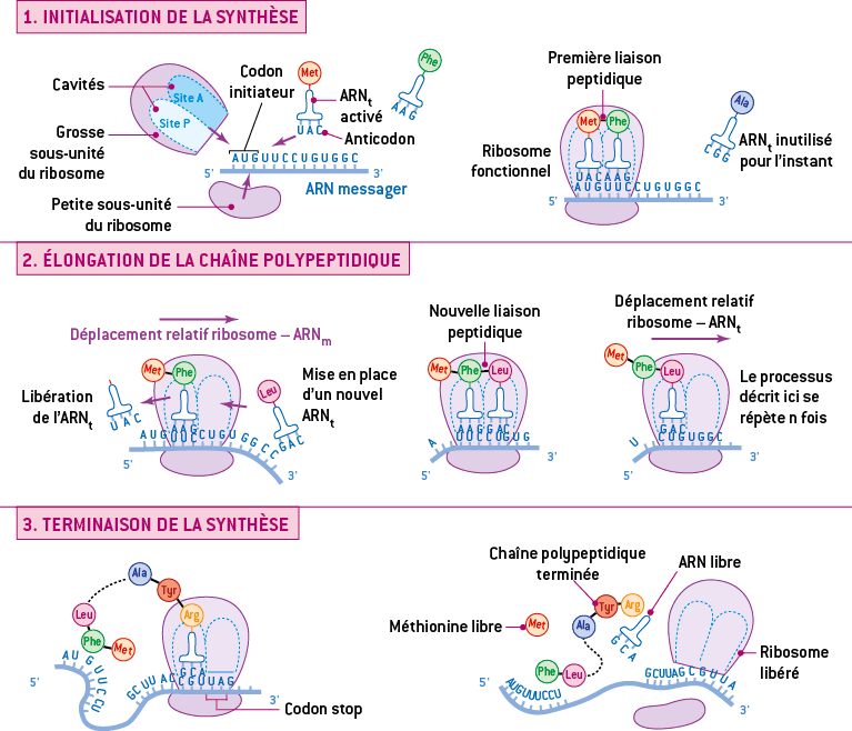Du gène à la protéine - digiSchool