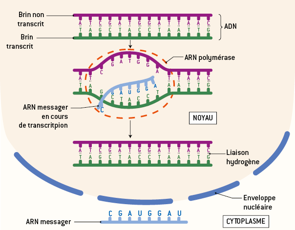 Du gène à la protéine - digiSchool