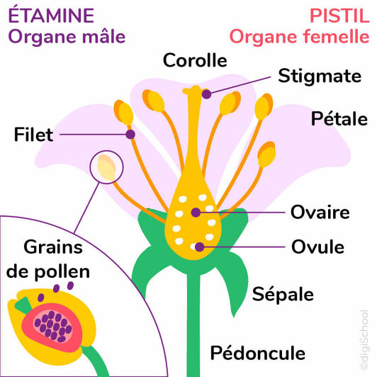 La reproduction des végétaux - digiSchool