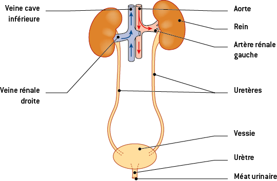 Le rôle du rein dans la régulation du milieu intérieur - digiSchool