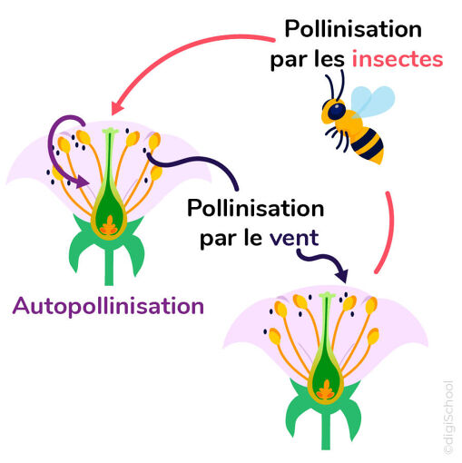 La reproduction des végétaux - digiSchool