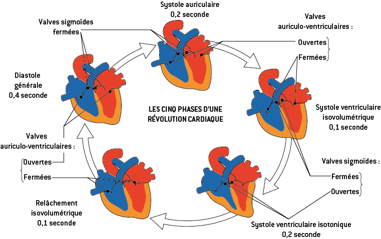 Lanatomie Et La Physiologie Du Cœur Digischool