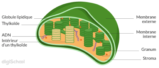 Energie et cellule vivante - Cours Spé SVT - digiSchool Bac S